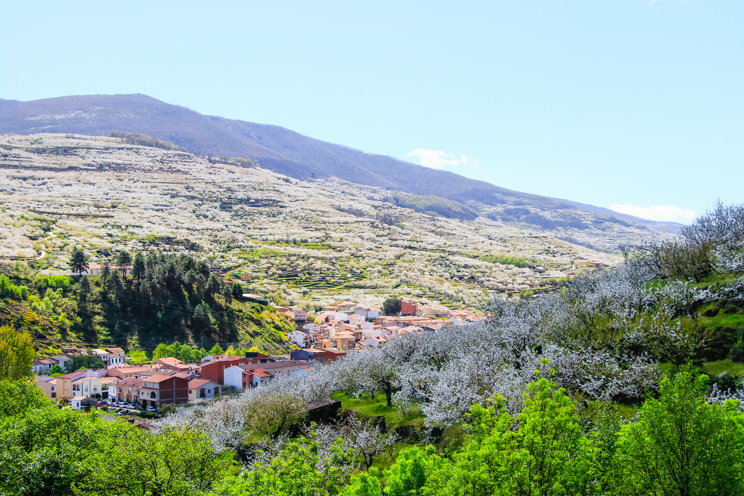 Millions of Cherry Blossoms: A Guide to the 2026 Season in the Jerte Valley