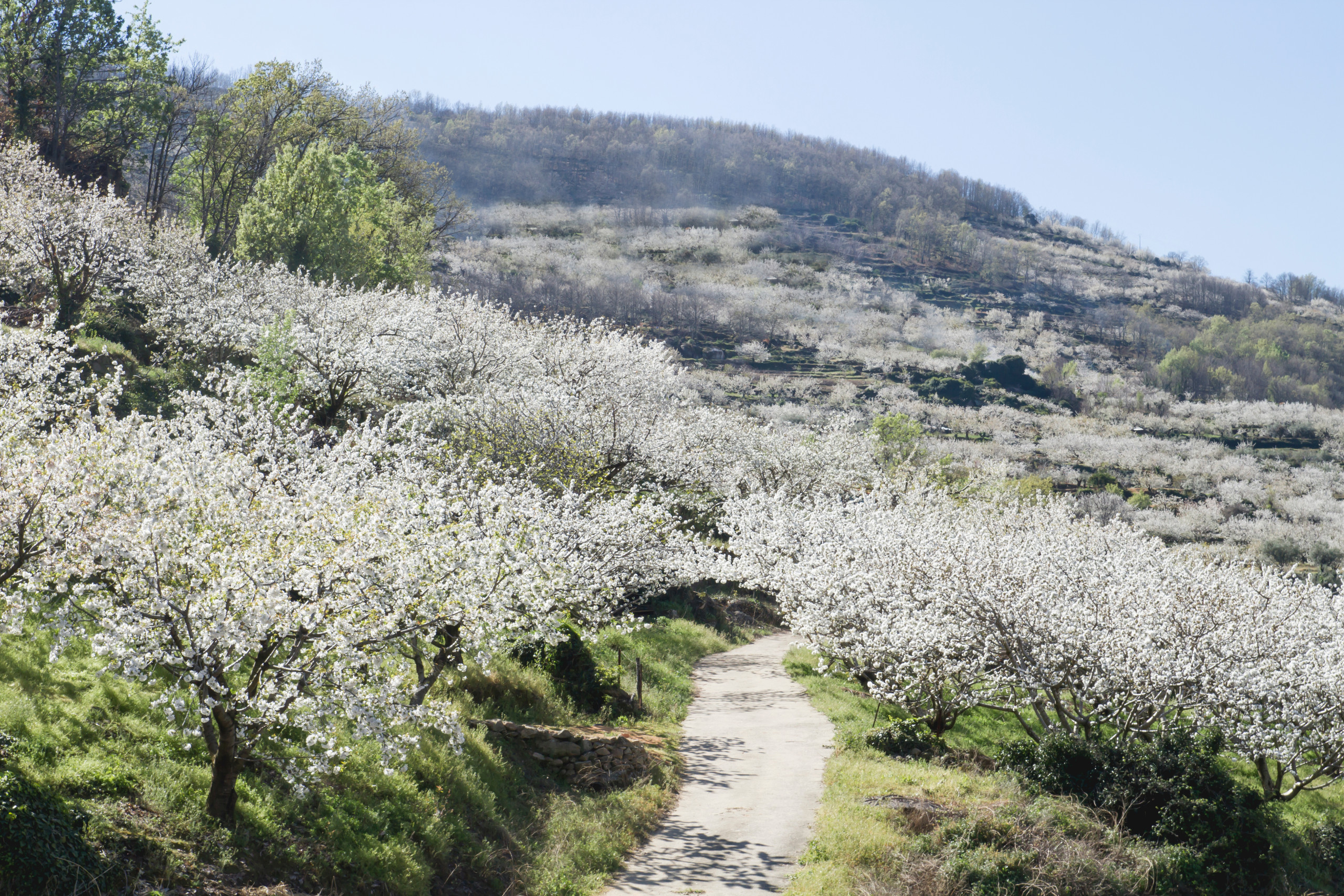 Millions of Cherry Blossoms: A Guide to the 2026 Season in the Jerte Valley